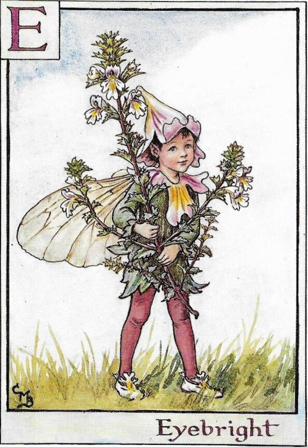 E the Eyebright Fairy, Unframed Alphabet Flower Fairies, Double Daisy ...