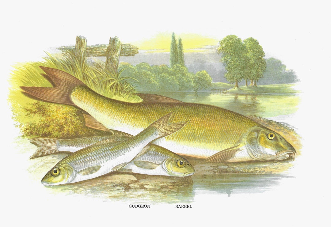 Gudgeon, Barbel, Unframed Vintage Fish Print, British Freshwater Fish ...