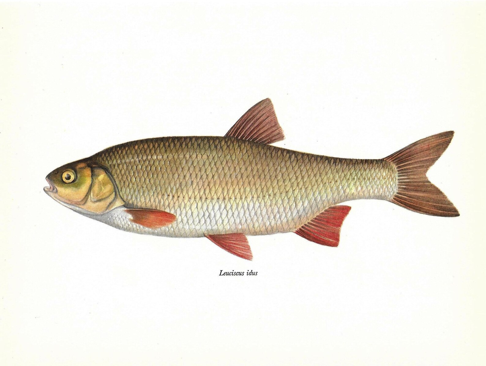 Leuciscus Idus, Ide, Orfe, Vintage Fish Print, Unframed, Freshwater ...
