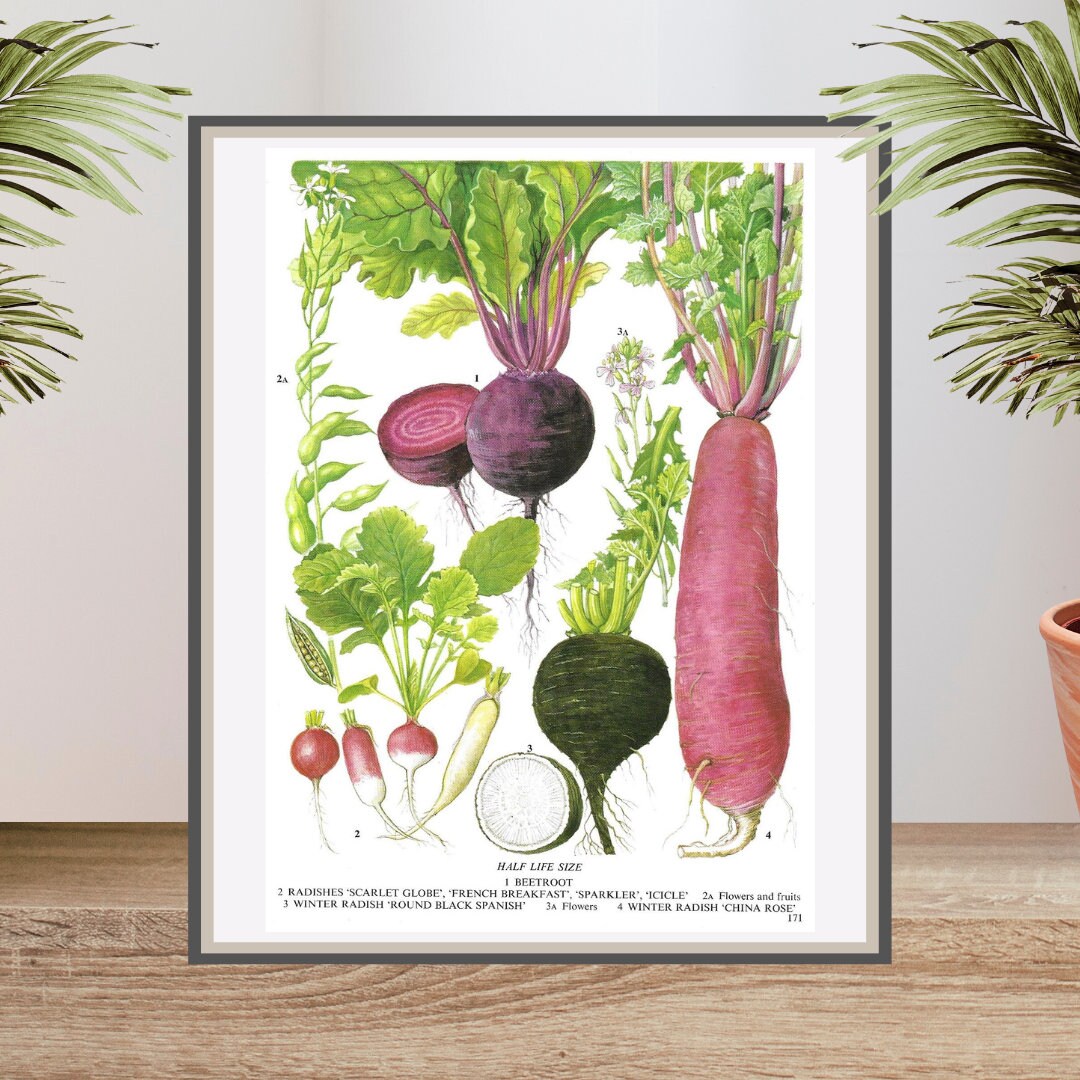 Unframed Vintage Vegetable Print for Wall Art, Beetroot, Radishes ...