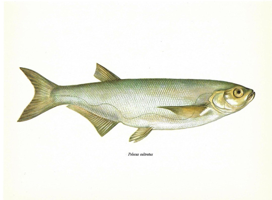 Unframed Vintage Fish Print, Pelecus Cultratus, Ziege, Sichel, Sabre ...