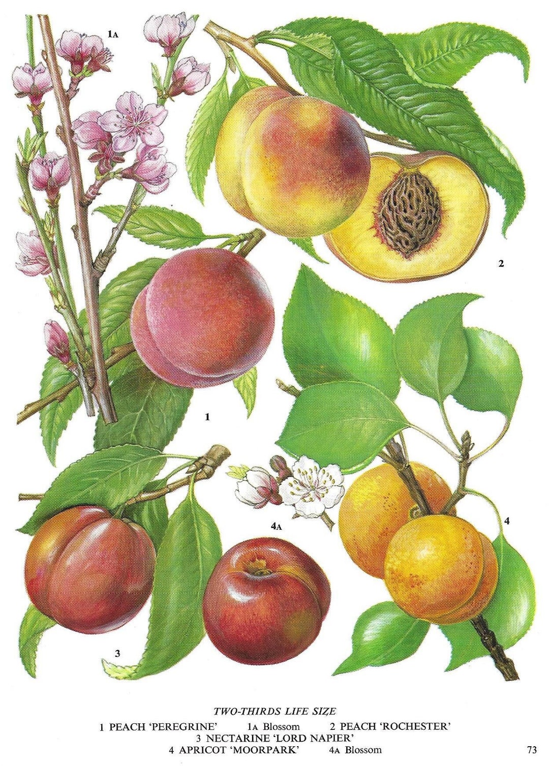 Unframed Vintage Fruit Print, Peach Print, Peaches, Botanical, Dining ...