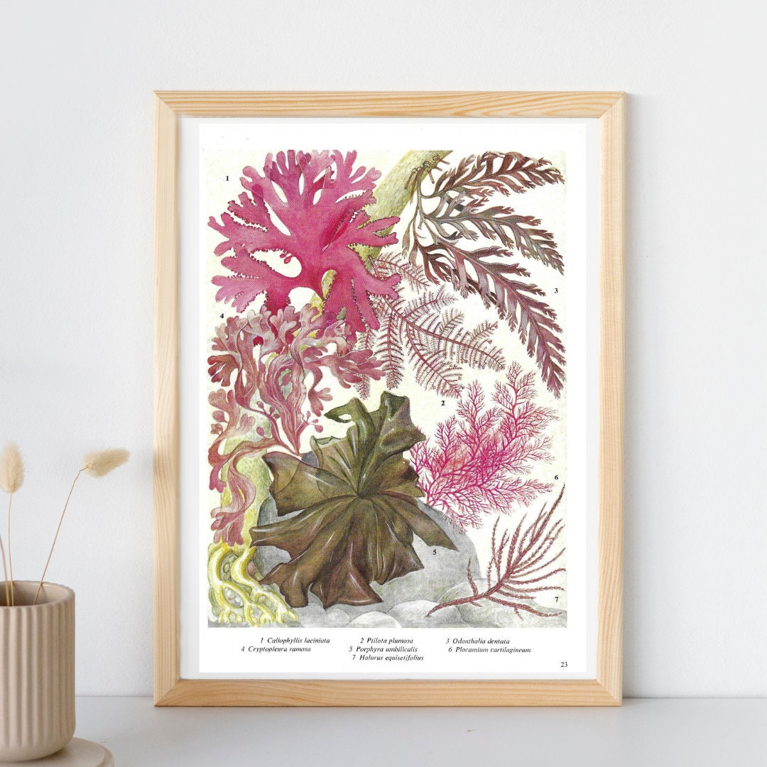 Seaweed, Unframed, Vintage Seaweed Print, Sea Plants, Seaweed Decor ...