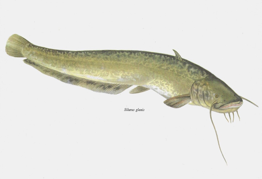 Silurus Glanis, Wels Catfish, Cat Fish, Sheatfish, Vintage Fish Print ...