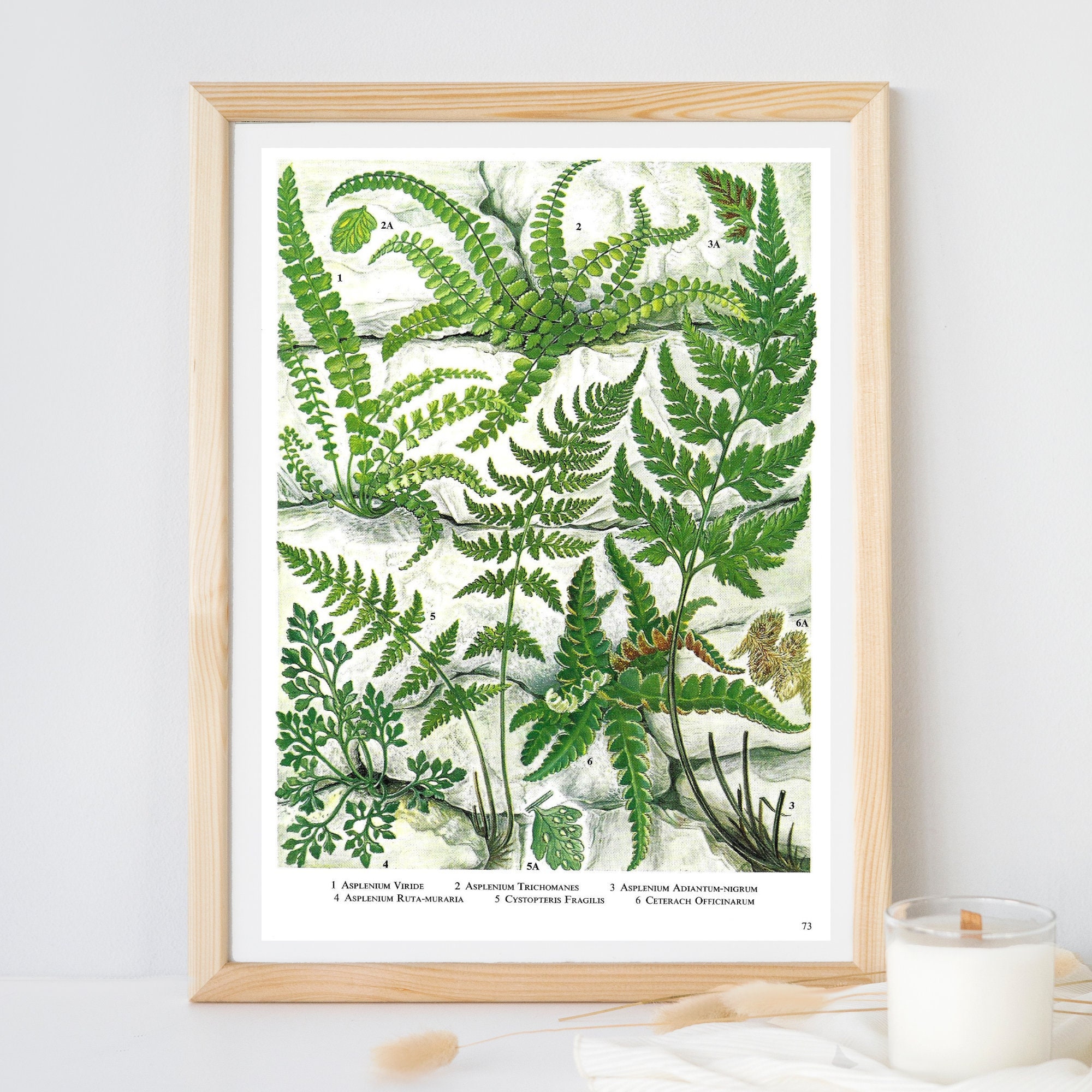 Unframed Vintage Botanical Print, Wall Ferns, Spleenwort, Wall Rue ...