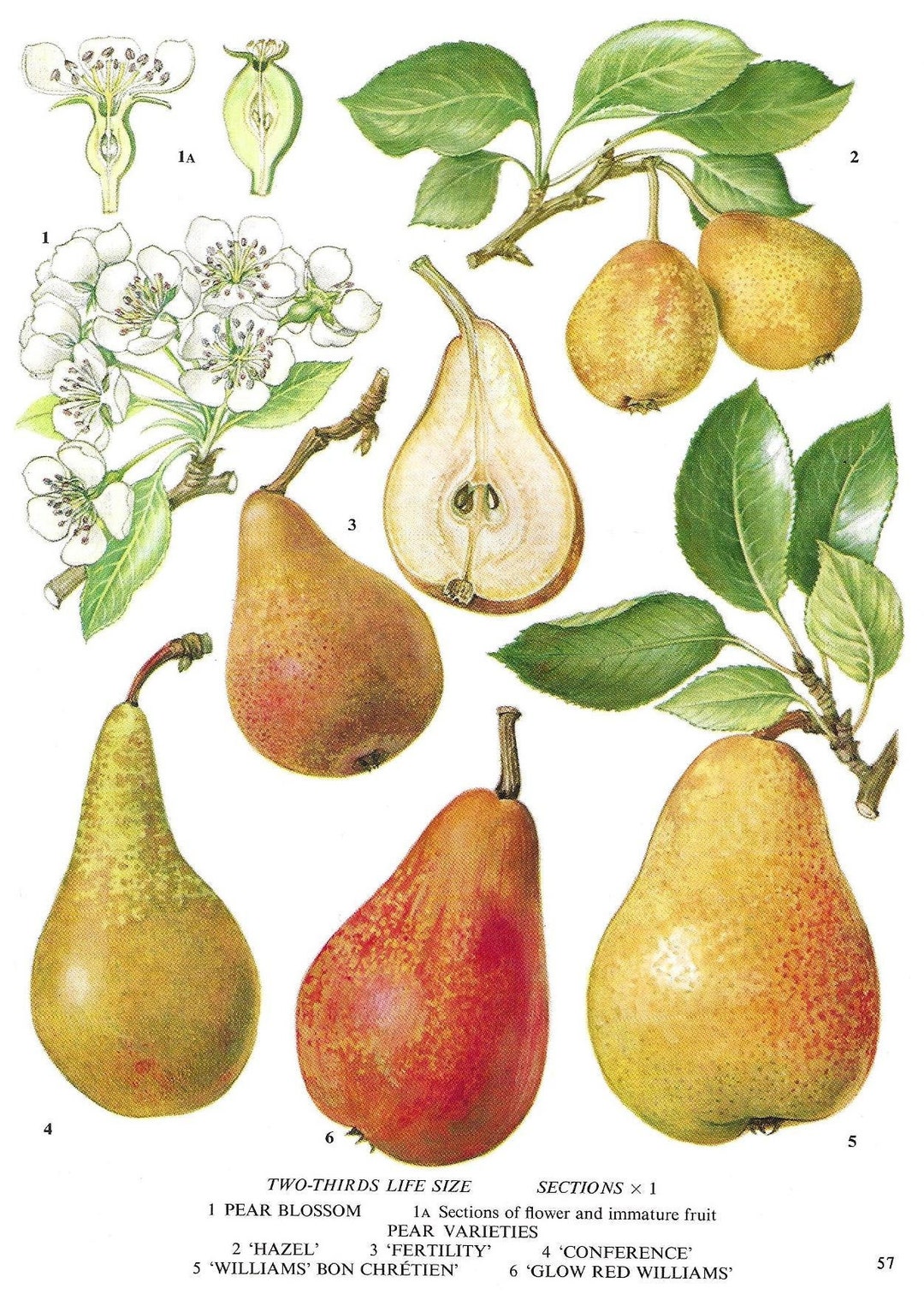 Unframed Vintage Fruit Print Pear Print, Pears, Botanical, Dining Room ...