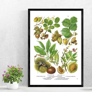 Unframed Vintage Food Print, Wild Hazel Nut, Filbert Nuts, Sweet ...
