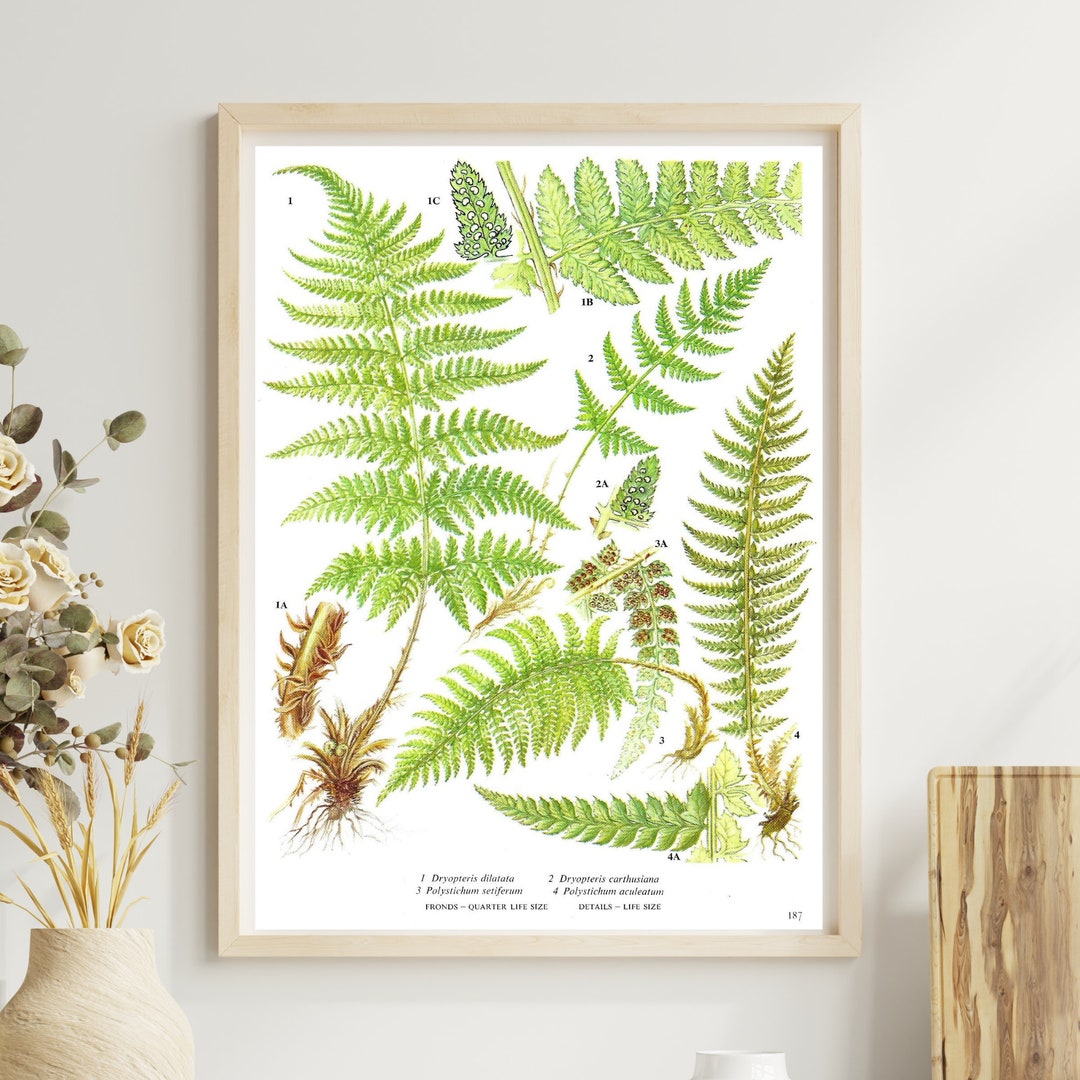 Unframed Vintage Botanical Print, Woodland Ferns, Buckler Fern, Shield ...