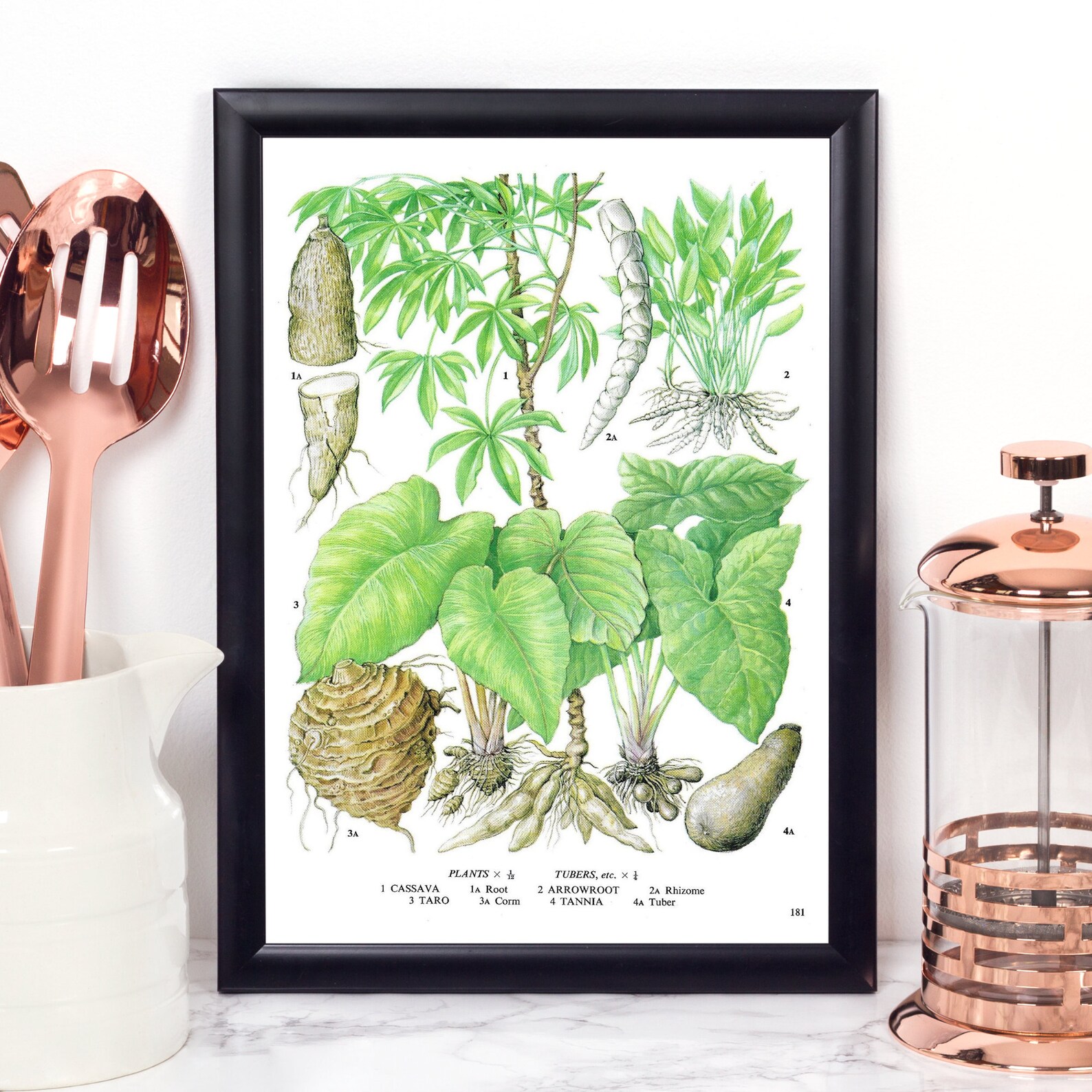 Cassava Taro Arrowroot Tannia Corm Tuber Rhizone Root | Etsy UK