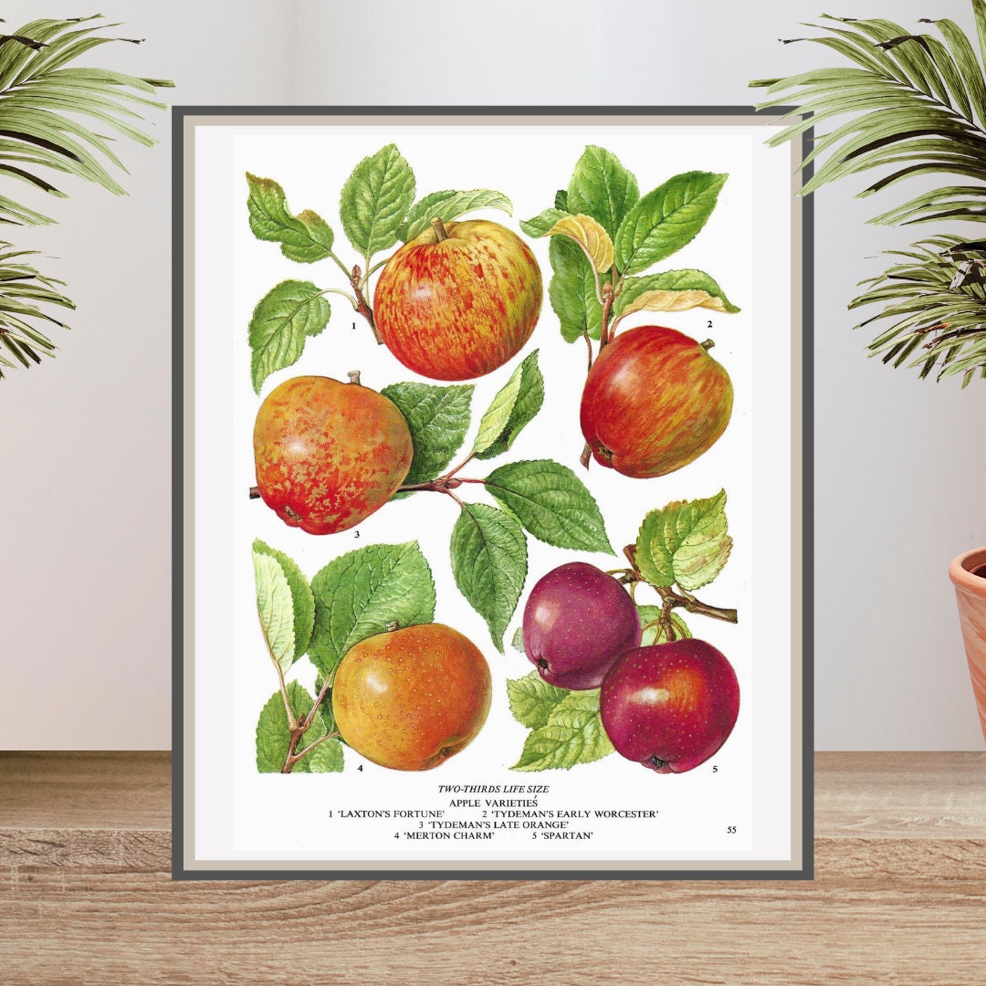 Vintage Fruit Print Apple Print, Red Apples, Unframed Botanical, Dining ...