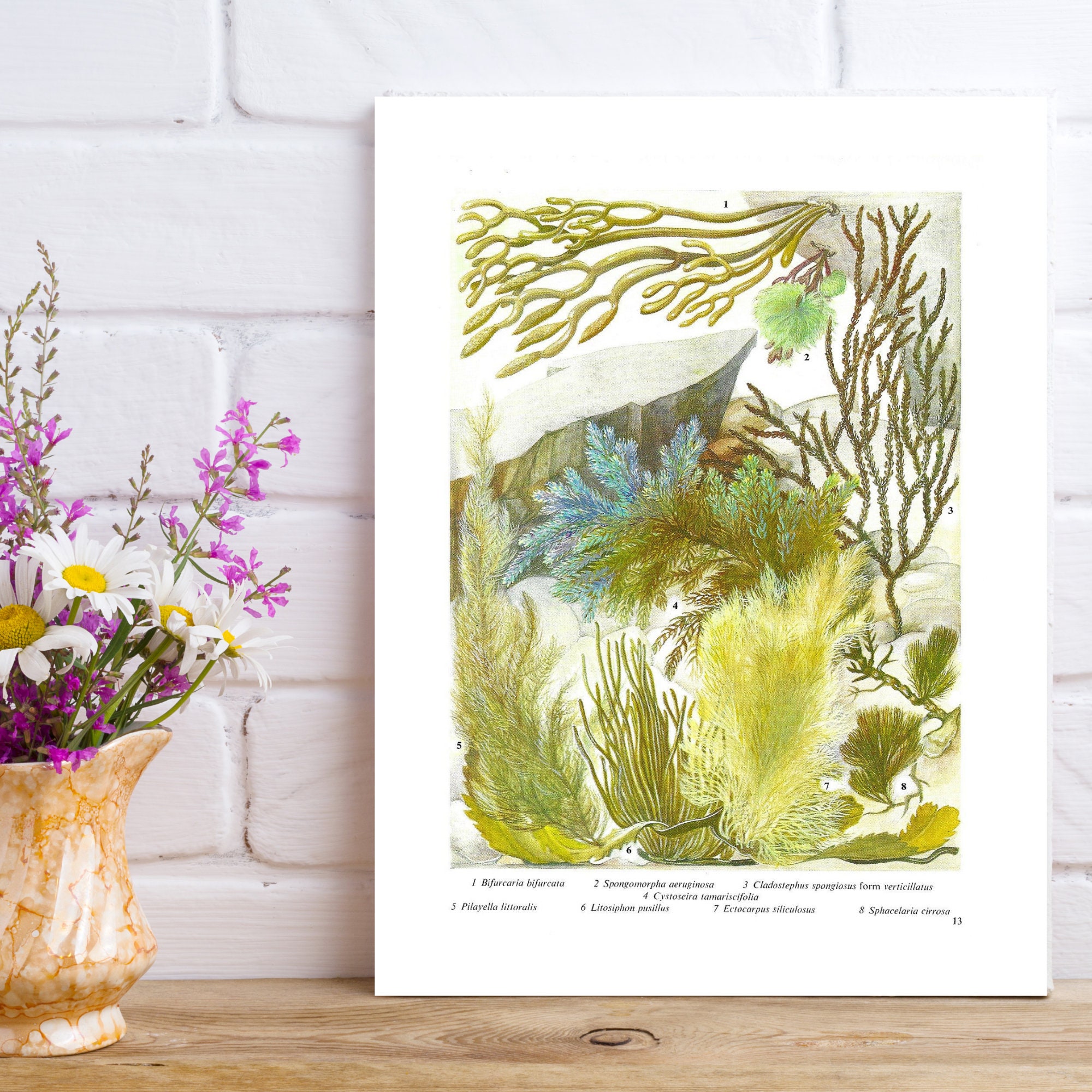 Seaweed Unframed Vintage Seaweed Print Sea Plants Seaweed - Etsy UK
