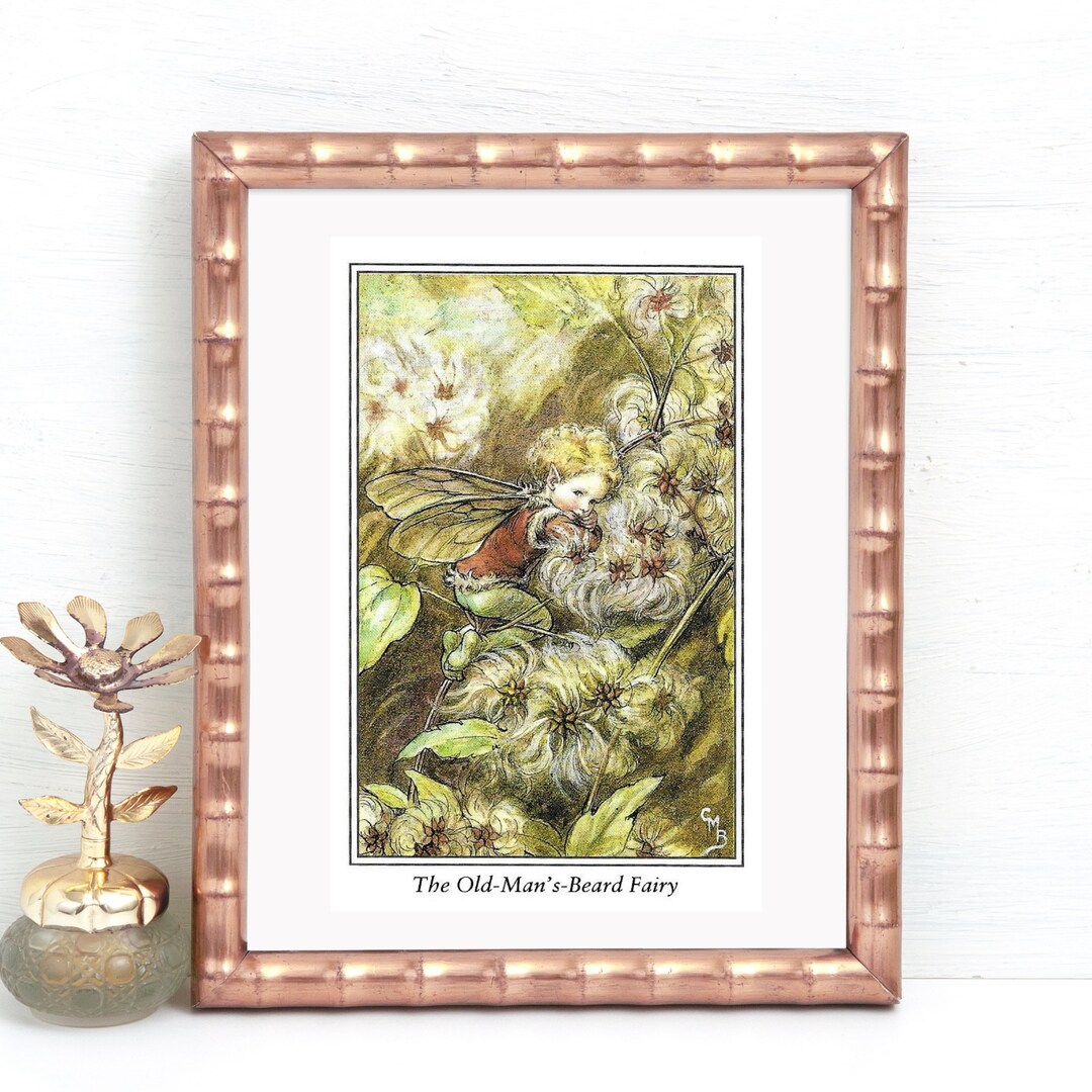 Unframed Double Sided Print, the Old Mans Beard Fairy, the Box Tree ...