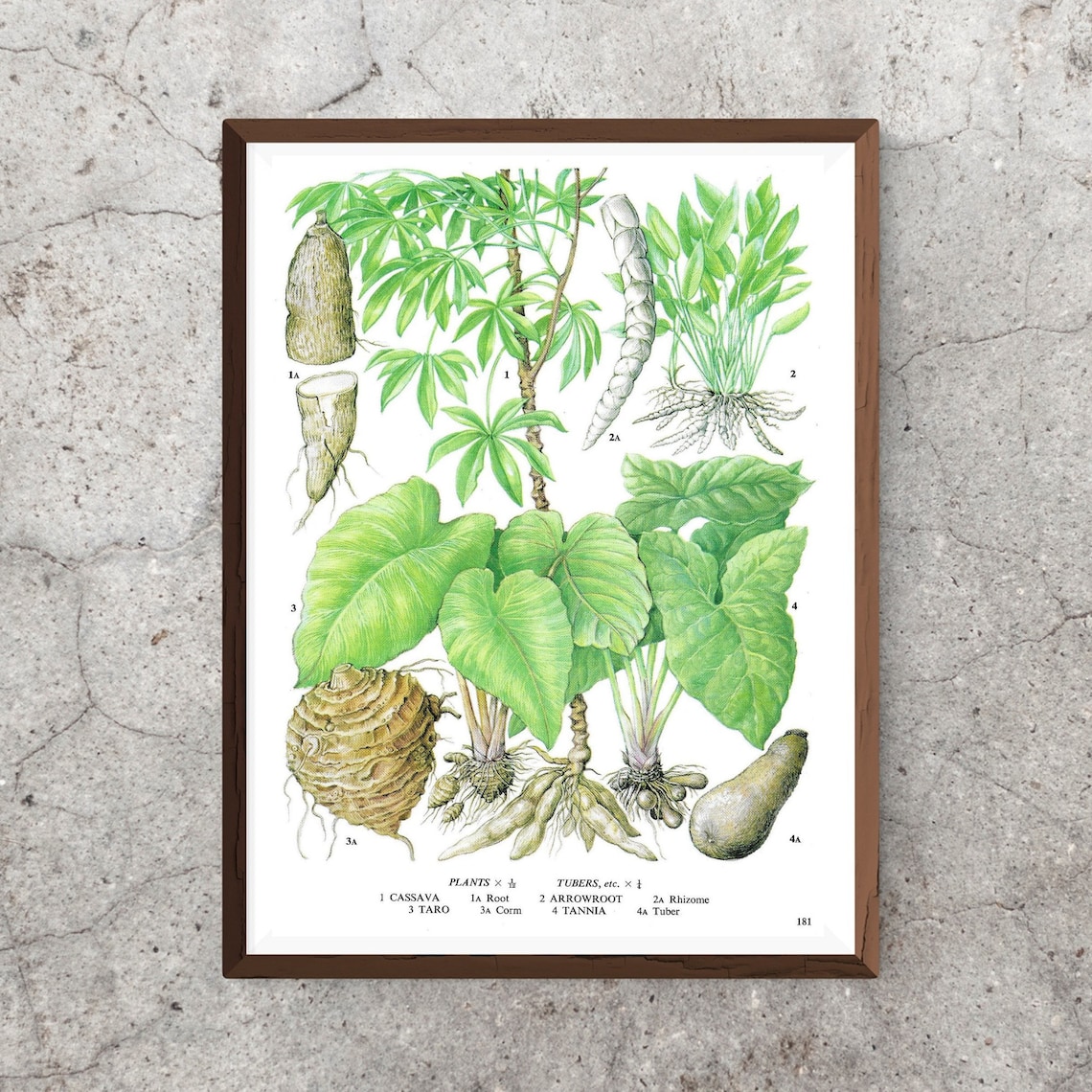 Cassava Taro Arrowroot Tannia Corm Tuber Rhizone Root - Etsy UK