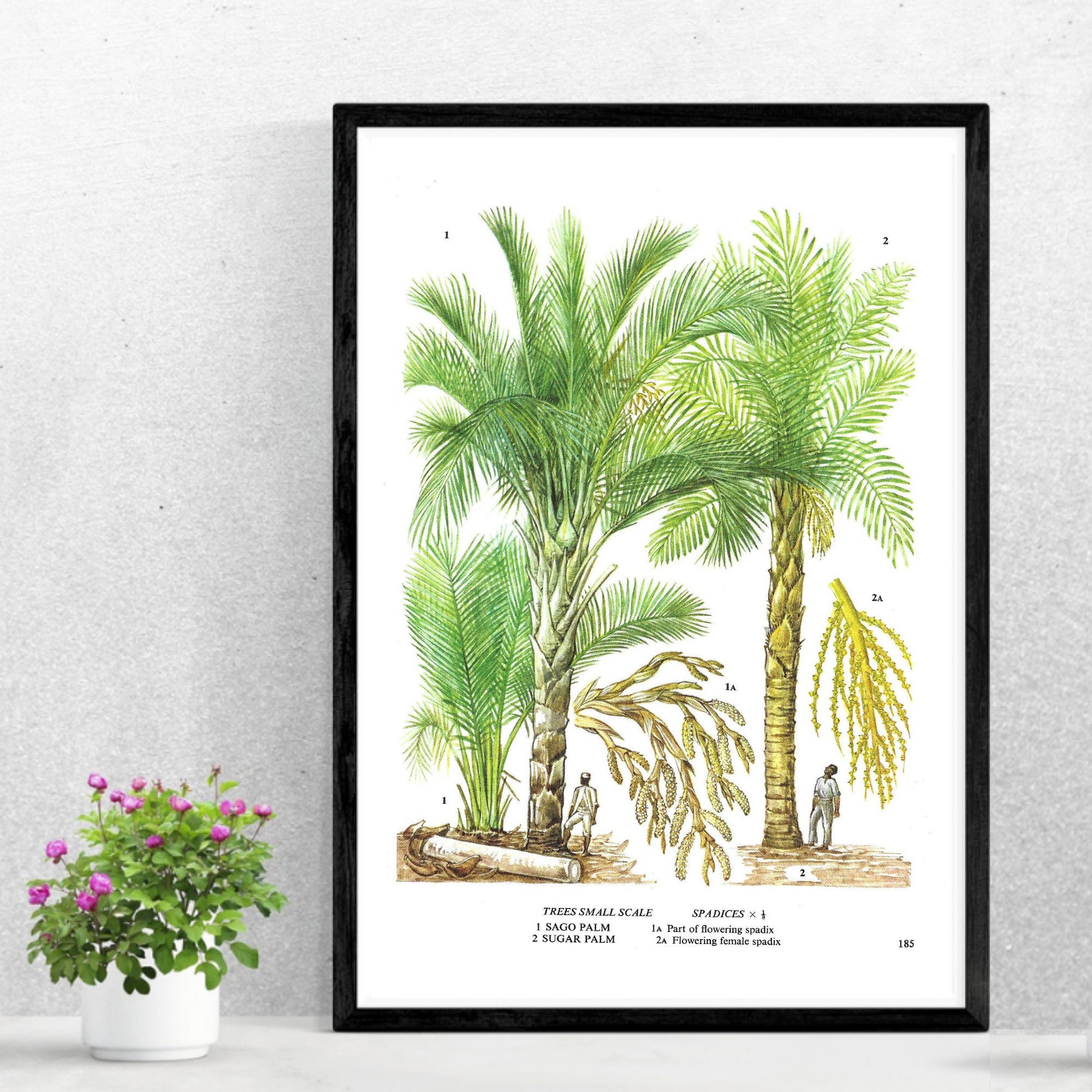 Sugar Palm Tree