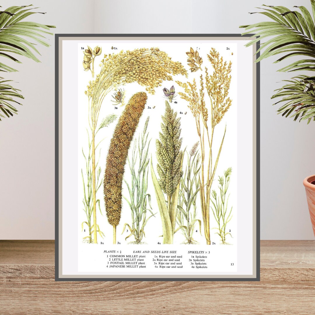 Millet Plant Drawing