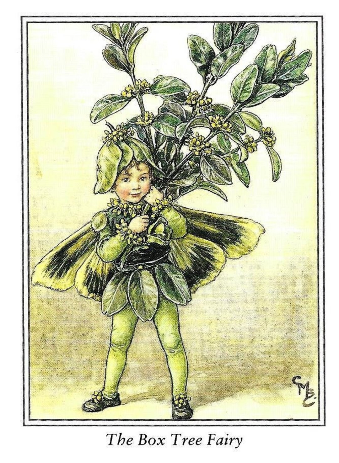 Double Sided Print, the Box Tree Fairy, the Old Mans Beard Fairy ...