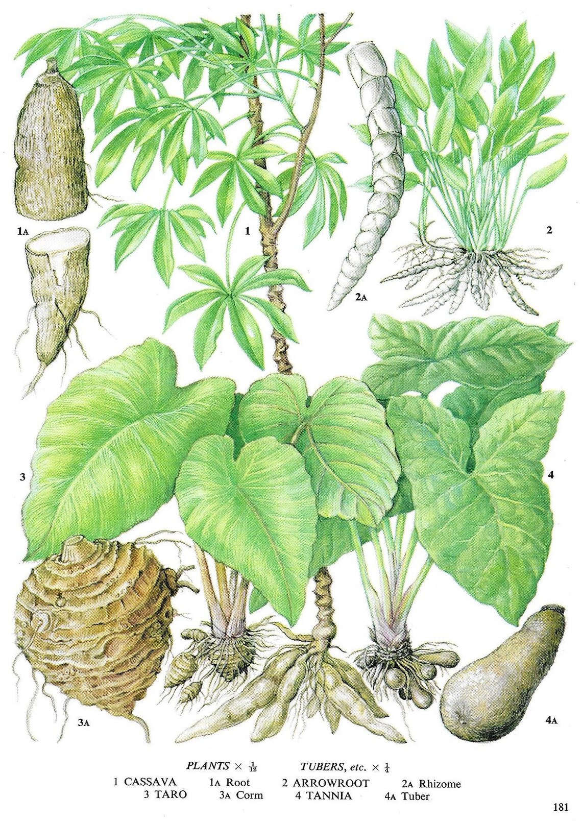 Cassava Taro Arrowroot Tannia Corm Tuber Rhizone Root - Etsy UK