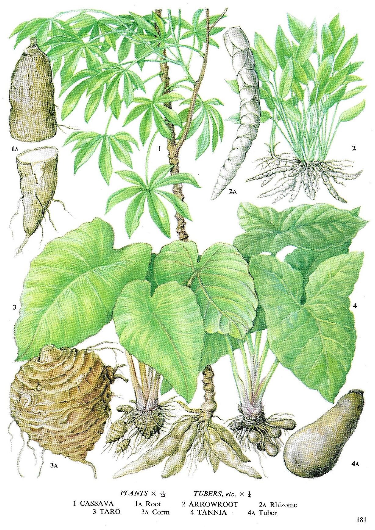 Cassava Taro Arrowroot Tannia Corm Tuber Rhizone Root - Etsy UK