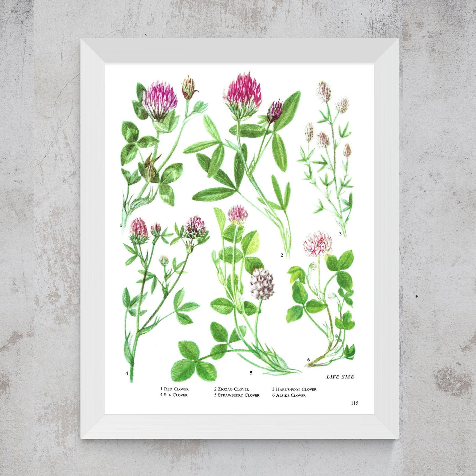 Clover Red Clover Strawberry Clover Unframed Vintage Flower - Etsy UK