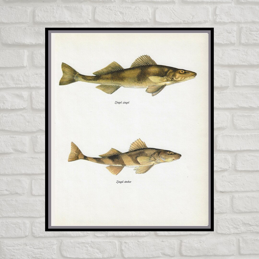 Unframed Vintage Fish Print, Zingel, Streber, Ray Finned, Freshwater ...