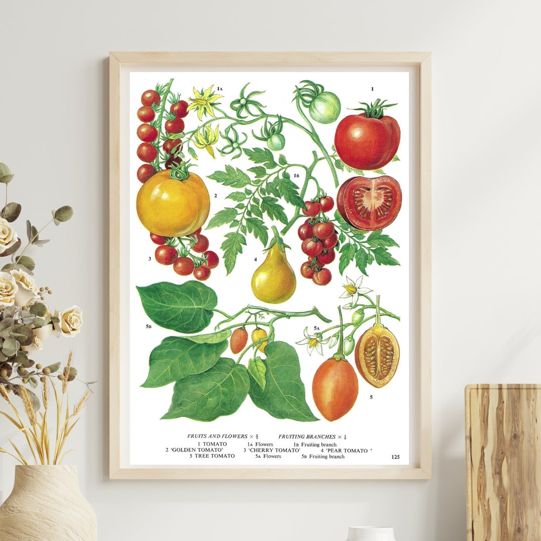 Original Vintage Tomato Print, Tomatoes on Vine, Red Cherry, Botanical ...