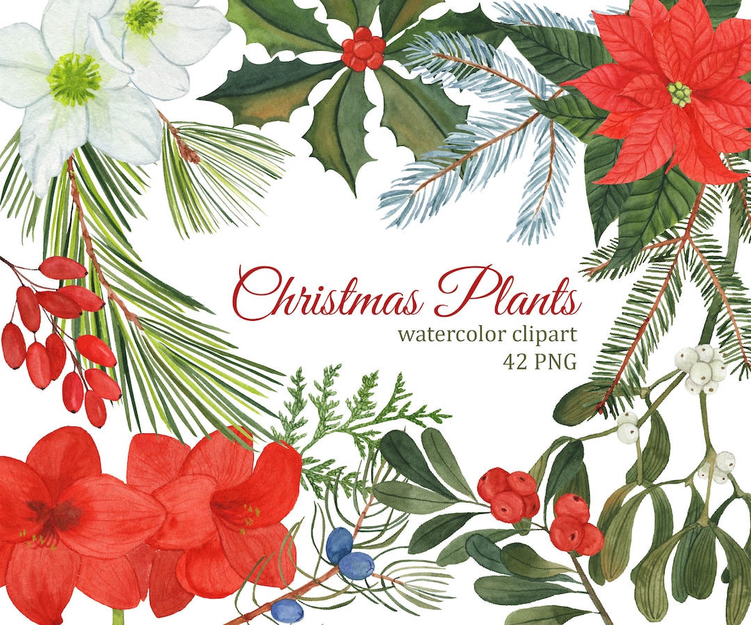 Christmas Plants Watercolor Clipart, Winter Greenery and Flowers PNG ...