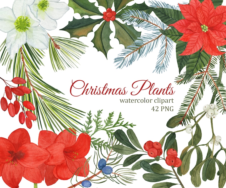 Christmas Plants Watercolor Clipart Winter Greenery and - Etsy