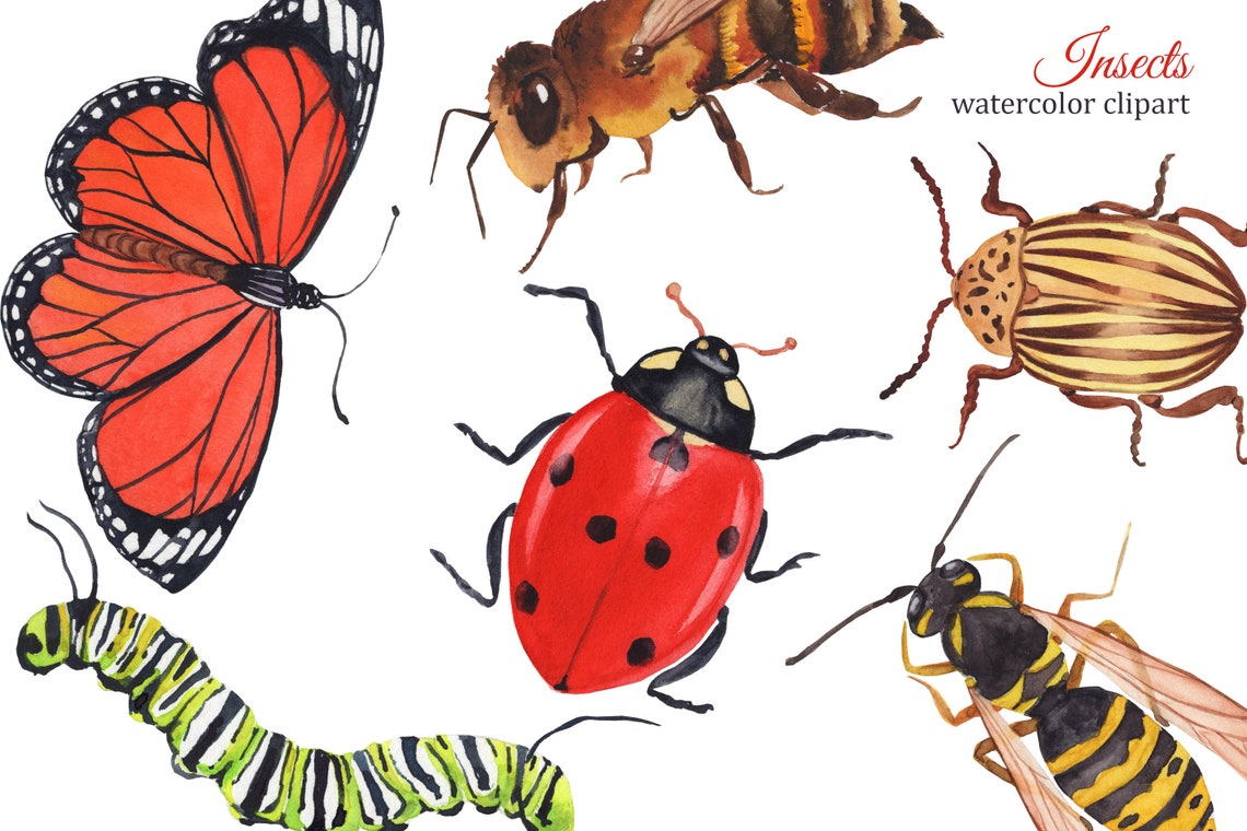 Insects Watercolor Clipart Minibeast Clipart Summer Clipart - Etsy