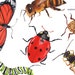 Insects Watercolor Clipart, Minibeast Clipart, Summer Clipart, Beetle ...