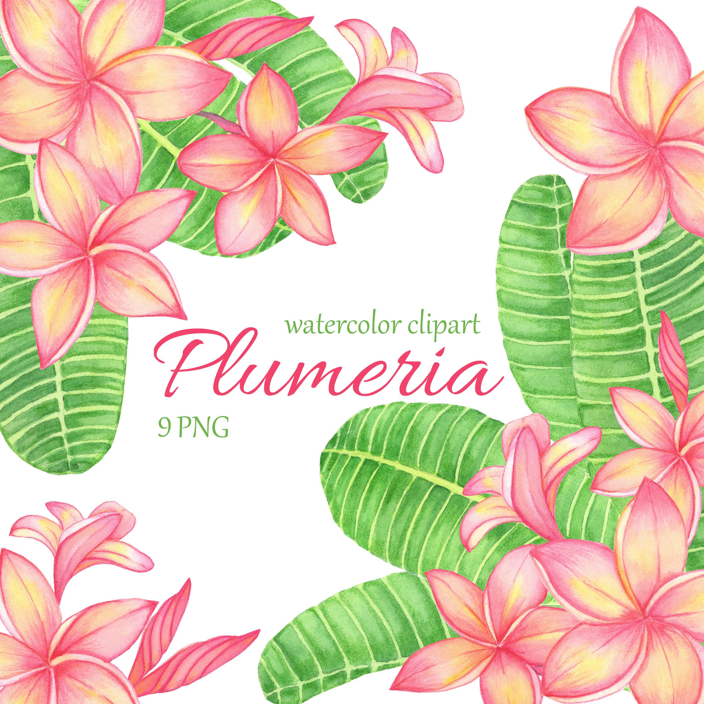 Tropical Flower Plumeria Frangipani. Watercolor Floral Clipart - Etsy