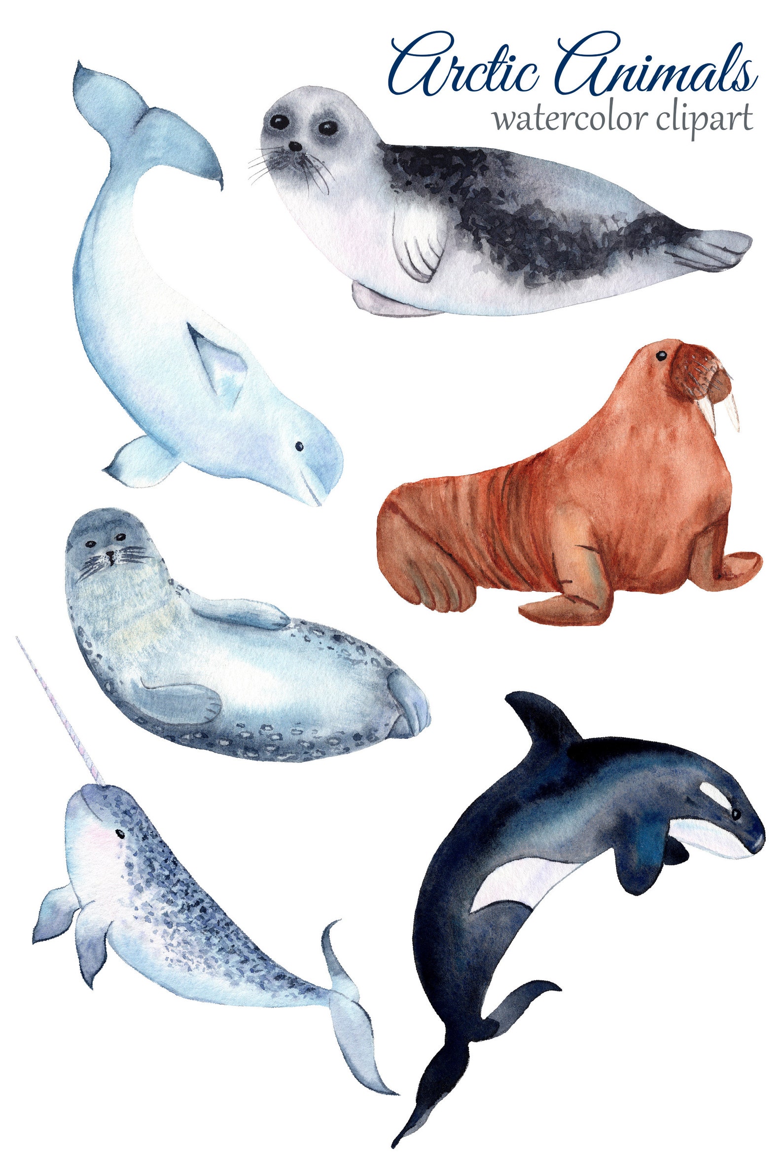 Arctic Animals Watercolor Clipart Winter Clipart Polar Bear - Etsy