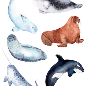 Arctic Animals Watercolor Clipart, Winter Clipart, Polar Bear Clipart ...