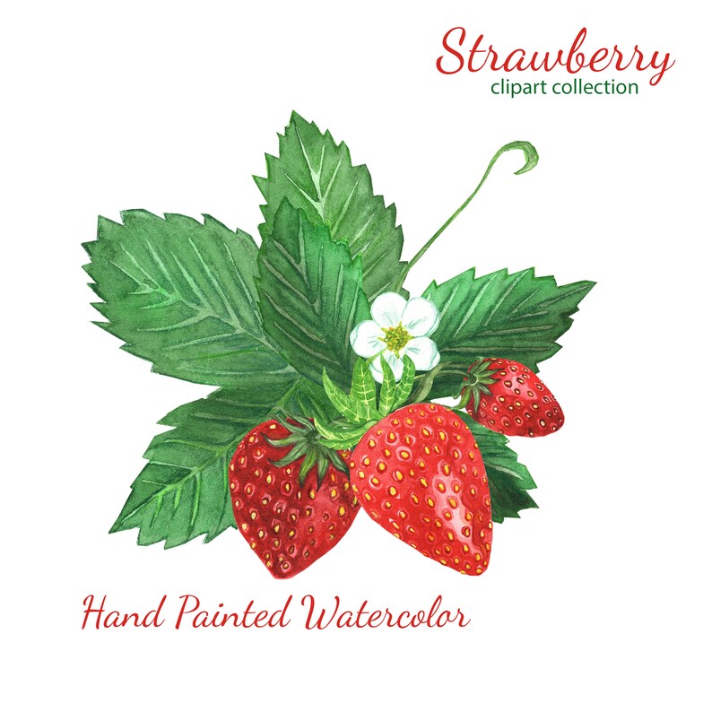 Watercolor Strawberry Clipart Strawberries Frames Strawberry | Etsy