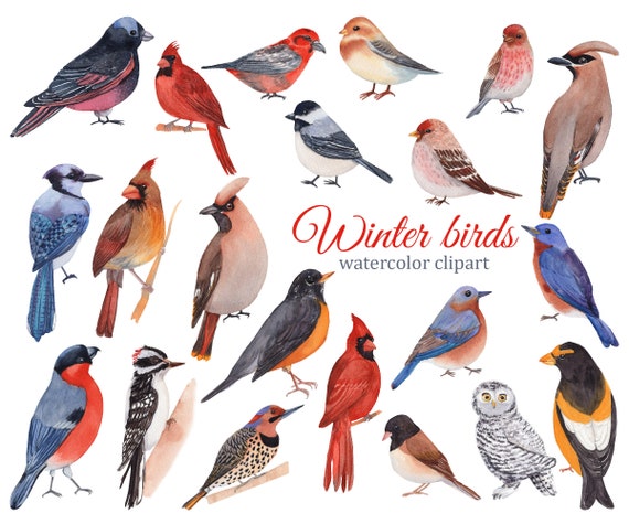 Winter Birds Watercolor Clipart Red Cardinal Blue Jay | Etsy