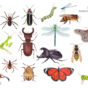 Insects Watercolor Clipart, Minibeast Clipart, Summer Clipart, Beetle ...