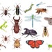 Insects Watercolor Clipart, Minibeast Clipart, Summer Clipart, Beetle ...