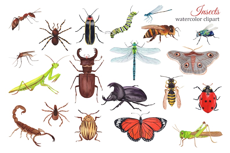 Insects Watercolor Clipart Minibeast Clipart Summer Clipart - Etsy