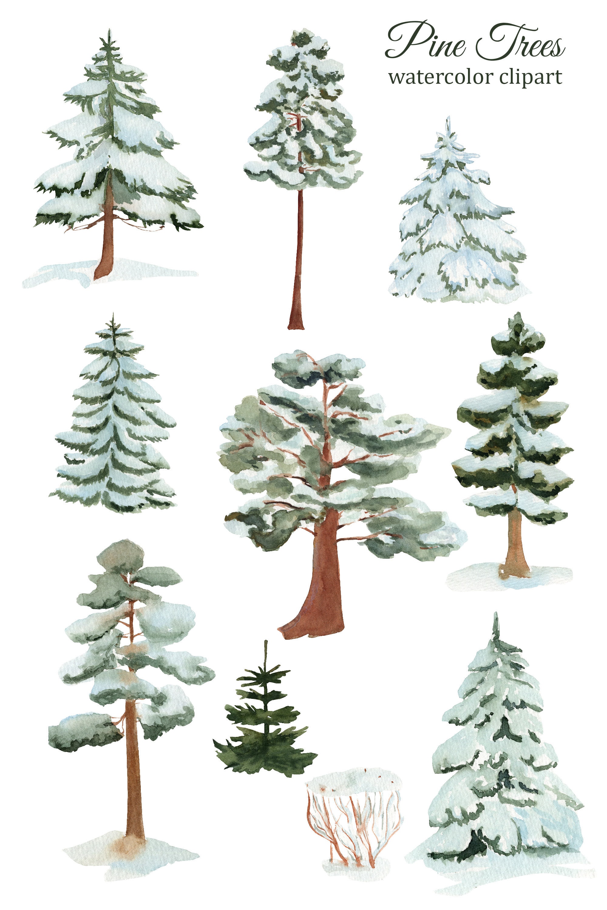 Winter Pine Trees Watercolor Clipart Spruce PNG Forest - Etsy