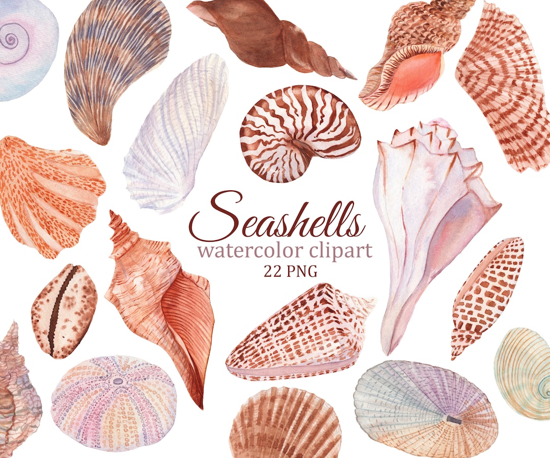 Seashell Watercolor Clipart, Summer Travel PNG, Ocean Beach Clipart for ...