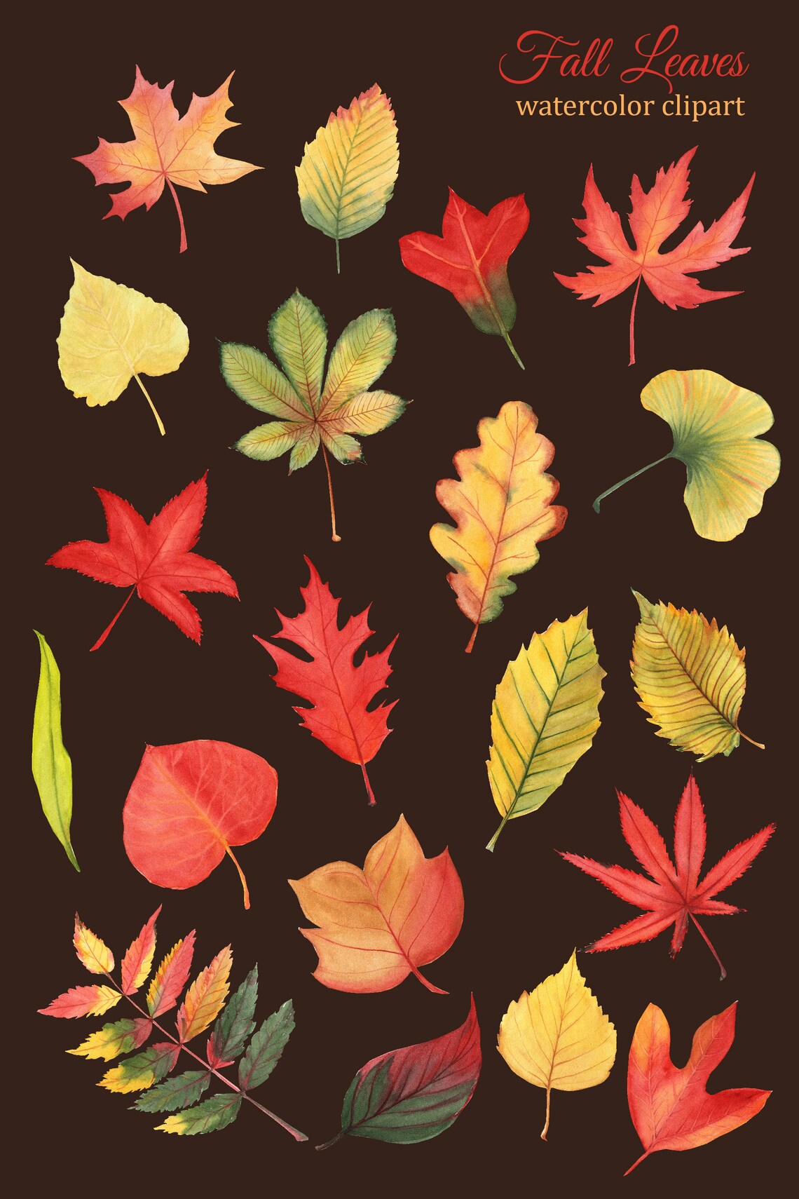 Autumn Leaves Watercolor Clipart, Fall Leaf PNG, Maple, Oak, Cottonwood ...