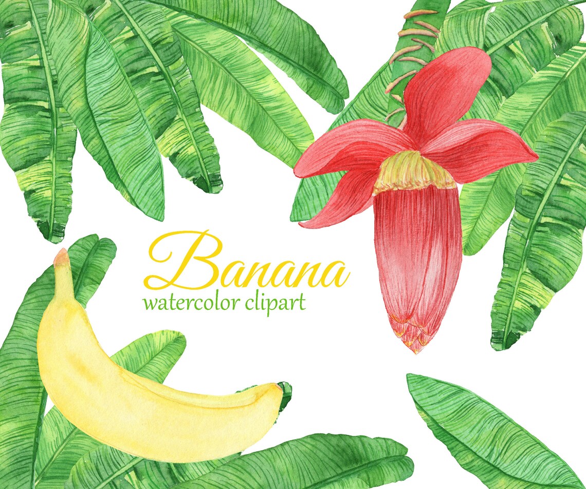 Watercolor Banana Clipart. Banana Flower PNG. Tropical Banana Leaf - Etsy