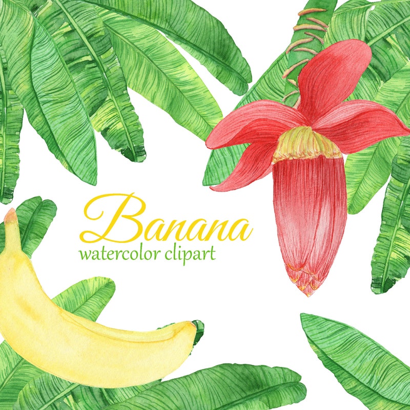 Watercolor Banana Clipart - Etsy