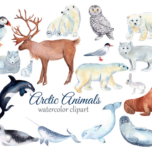 Arctic Animals Clipart Watercolor Winter Animals Baby - Etsy