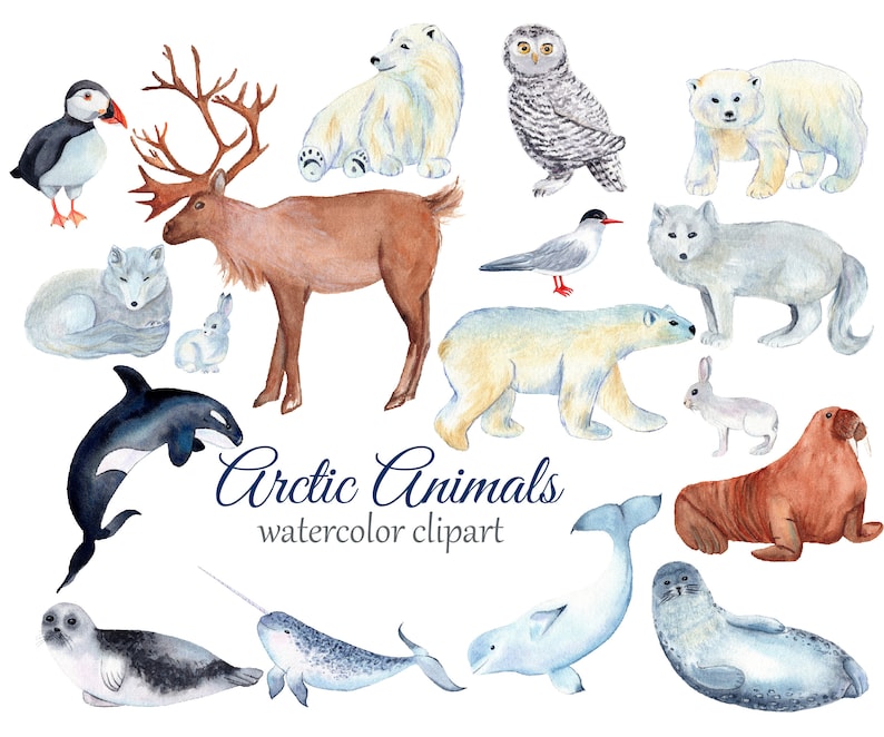 Arctic Animals Watercolor Clipart Winter Clipart Polar Bear | Etsy