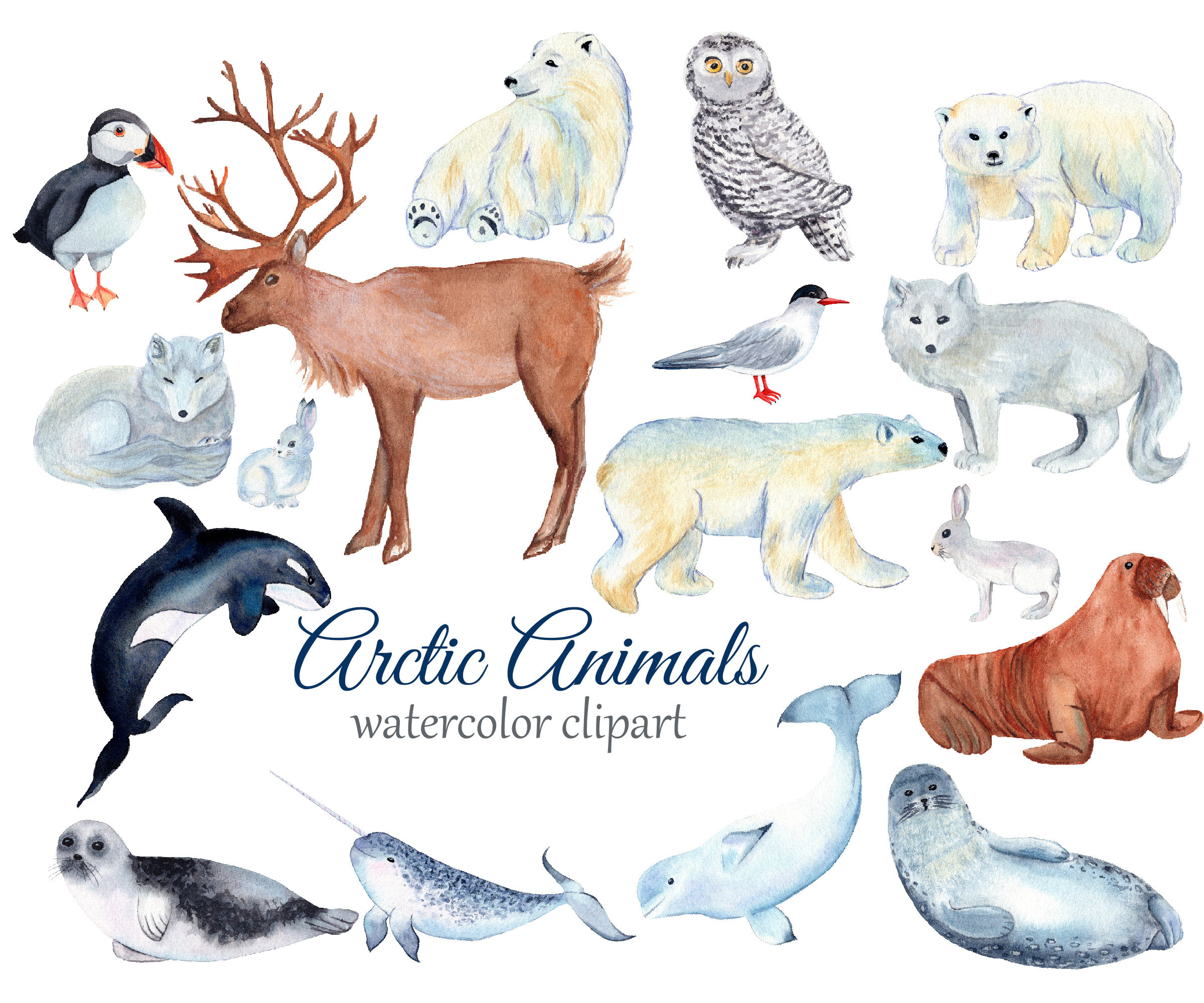 Arctic Animals Watercolor Clipart Winter Clipart Polar Bear | Etsy
