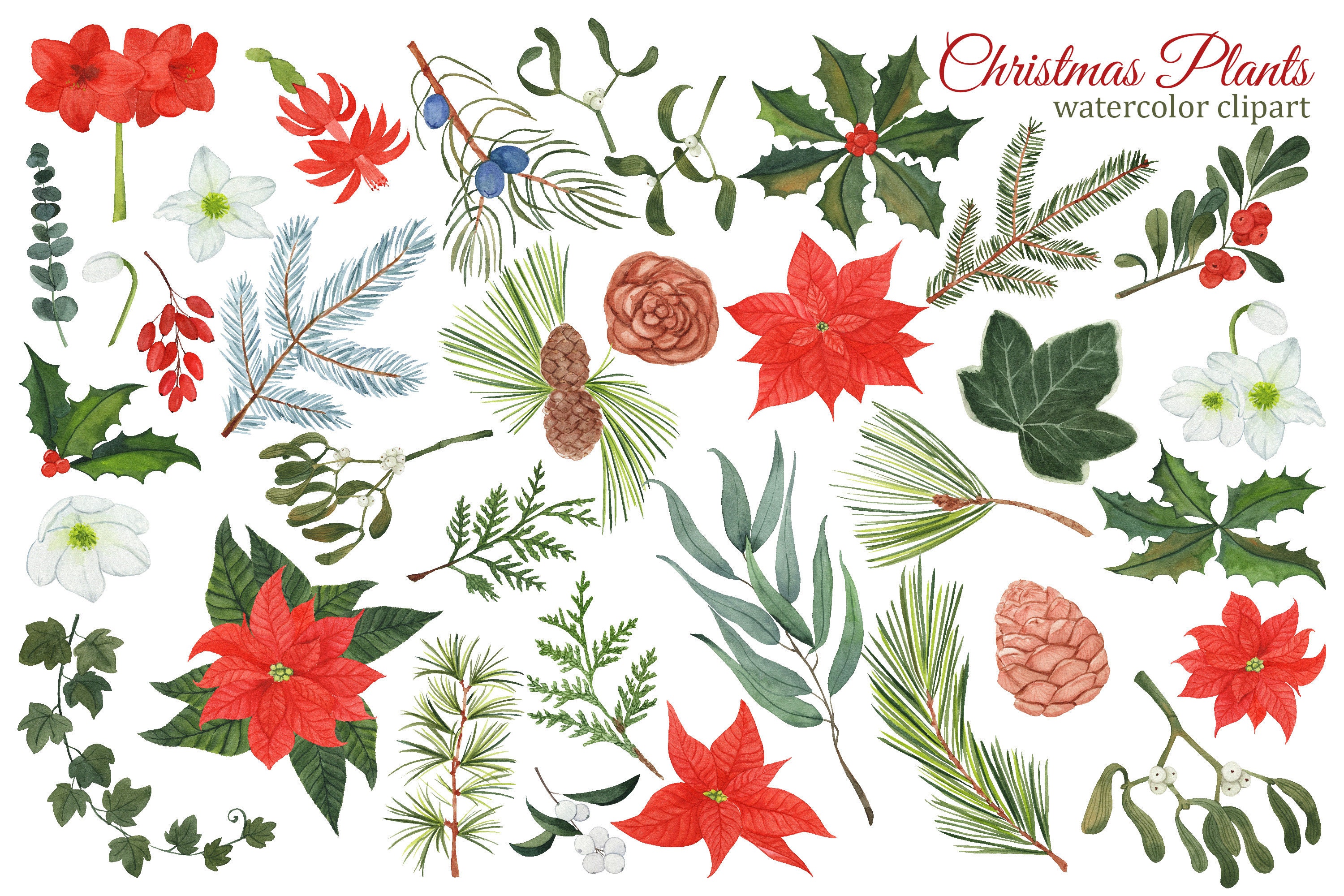 Christmas Plants Watercolor Clipart Winter Greenery and - Etsy