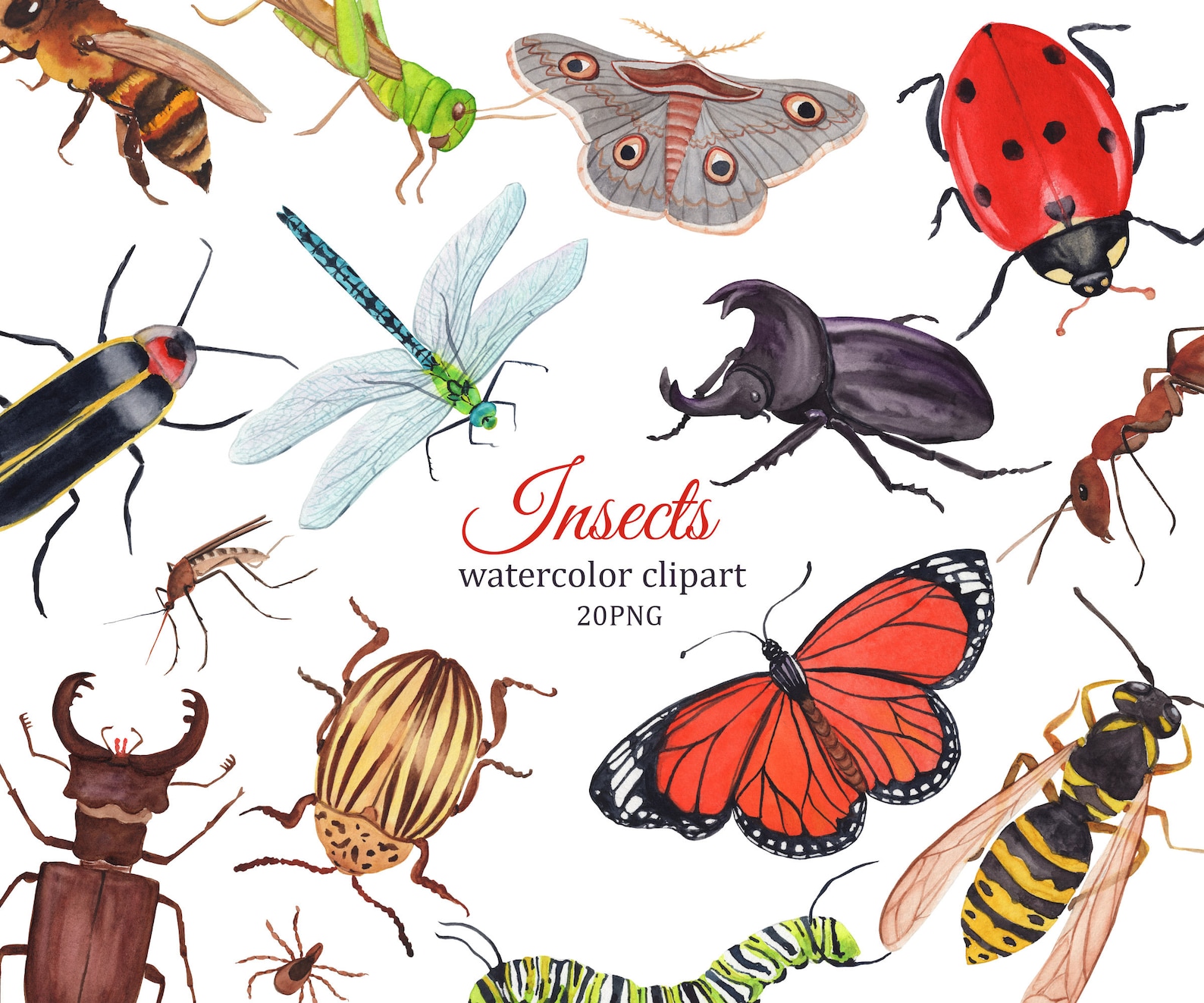 Insects Watercolor Clipart, Minibeast Clipart, Summer Clipart, Beetle ...