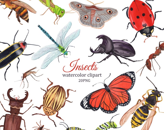 Insects Watercolor Clipart Minibeast Clipart Summer Clipart - Etsy