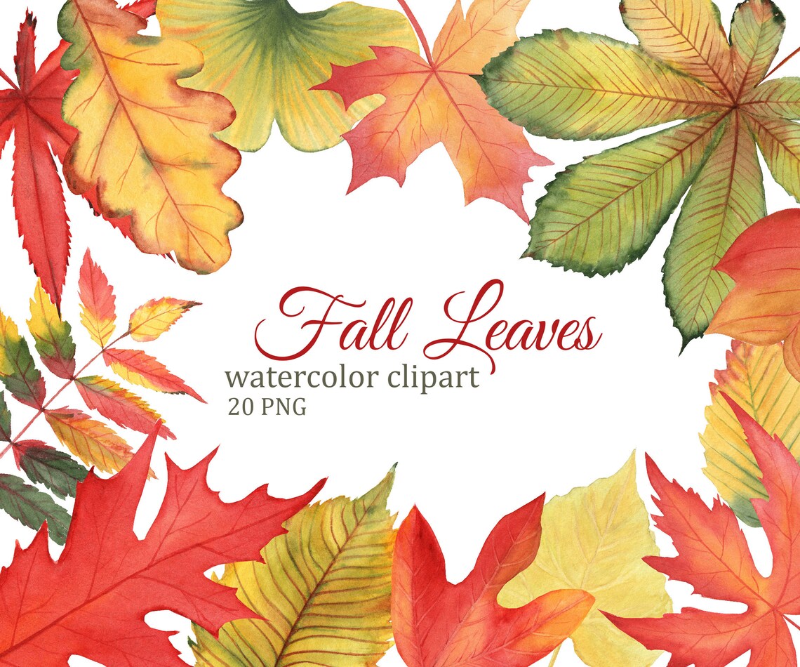 Autumn Leaves Watercolor Clipart Fall Leaf PNG Maple Oak - Etsy