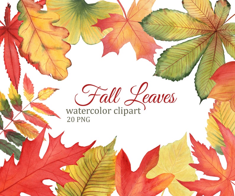 Autumn Leaves Watercolor Clipart, Fall Leaf PNG, Maple, Oak, Cottonwood ...